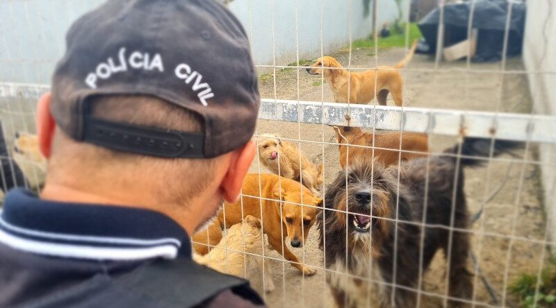 Polícia Civil deflagra terceira fase da Operação É O Bicho no litoral ...